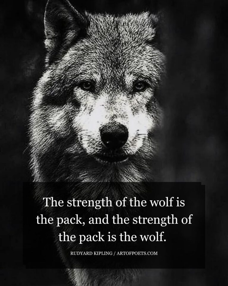 37 Inspirational Wolf Quotes (Warrior, Alpha, Loyalty, Love, Family ...